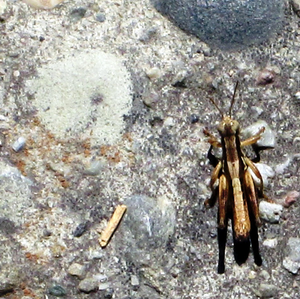 Devastating Grass Hopper | Project Noah