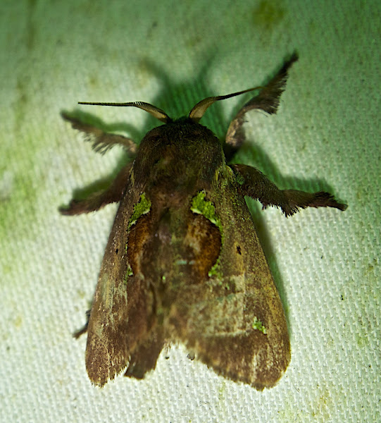 Limacodid or Slug Moth | Project Noah