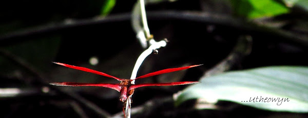 red grasshawk | Project Noah