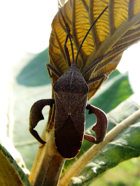Leaf-footed Bug | Project Noah