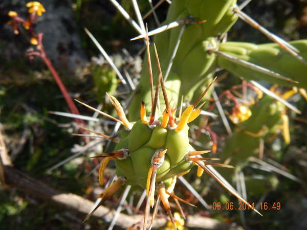 Cactus | Project Noah