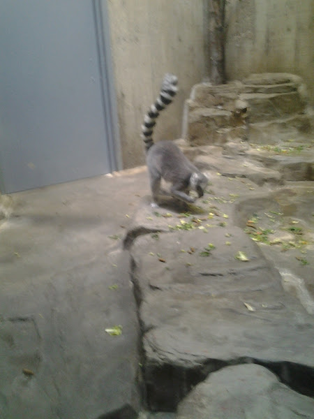 Ring Tail Lemur | Project Noah