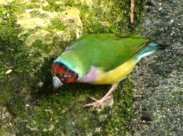 Gouldian Finch | Project Noah