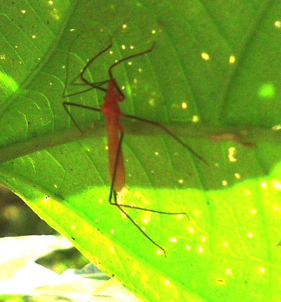 Assassin bug | Project Noah
