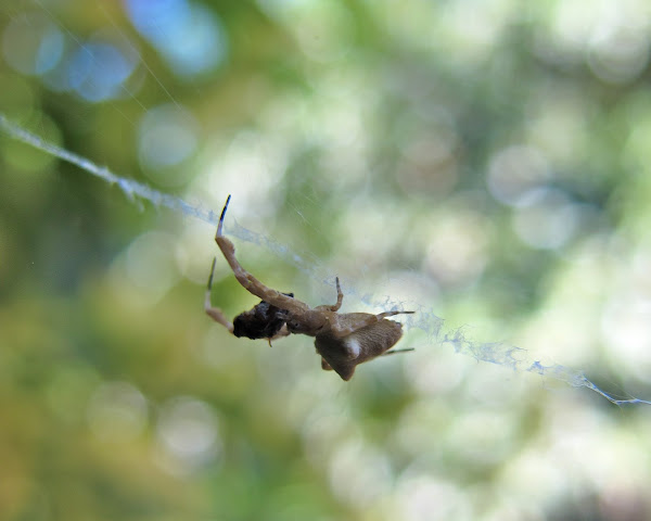 Hackled Orbweaver | Project Noah