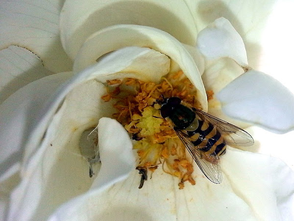 Common Banded Hoverfly | Project Noah