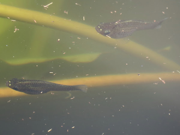 Mosquito fish | Project Noah