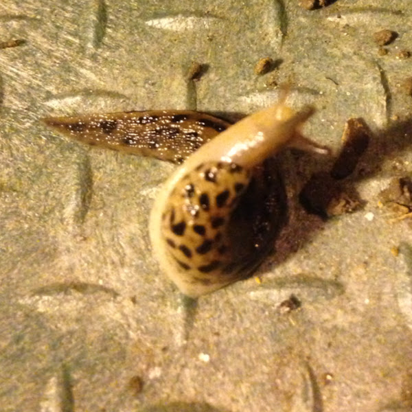 Leopard Slug | Project Noah