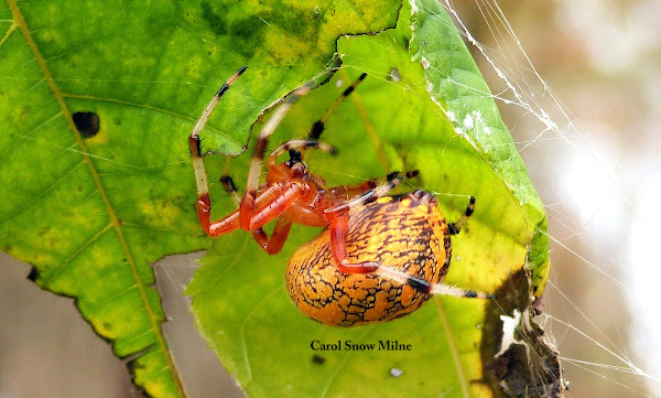 Marbled Orb Weaver Spider | Project Noah