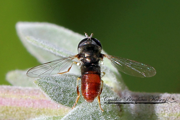 Hoverfly | Project Noah