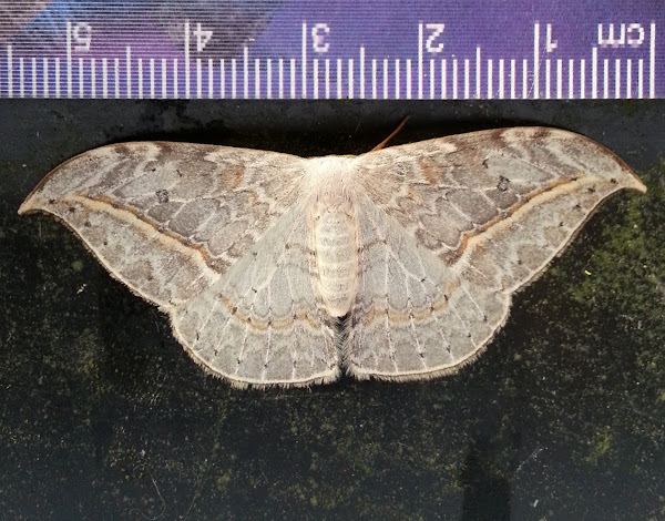 Hooktip Moth | Project Noah