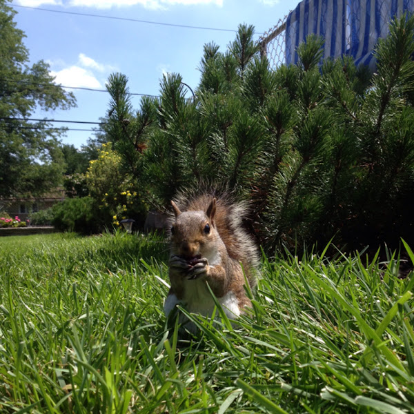 Squirrel | Project Noah