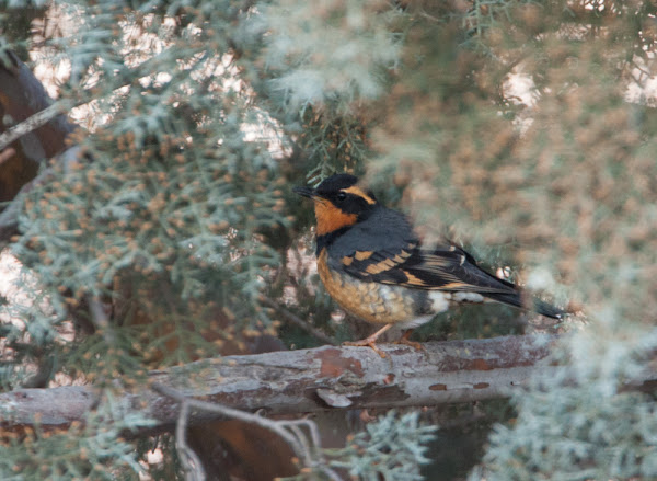 Varied Thrush | Project Noah