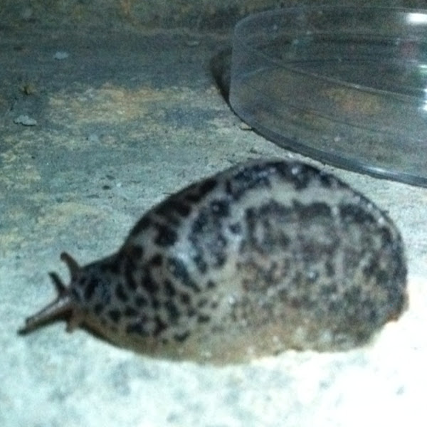 Leopard slug | Project Noah