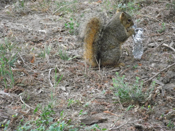 Fox Squirrel | Project Noah