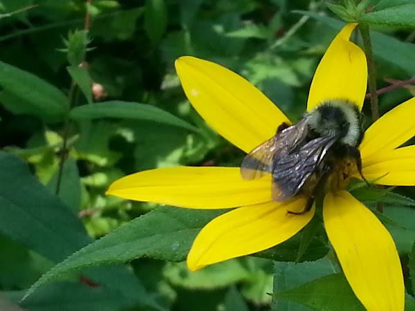 Black-and-Gold Bumble Bee | Project Noah