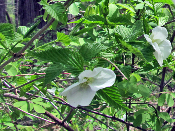 Unknown shrub | Project Noah