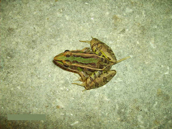 Southern Leopard Frog | Project Noah