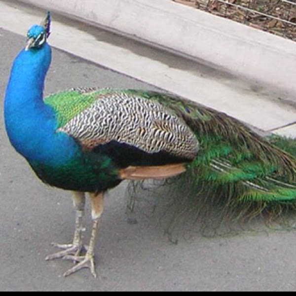 Indian peacock | Project Noah