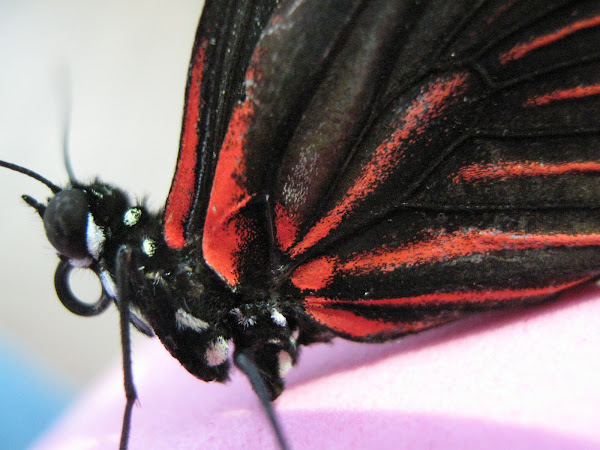 Sara Longwing | Project Noah