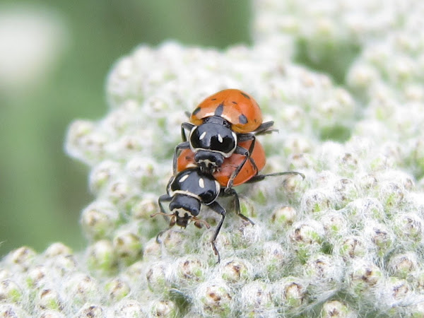 Convergent Ladybugs Mating | Project Noah