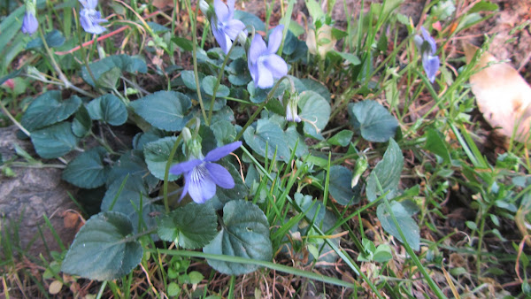 Common Blue Violet | Project Noah