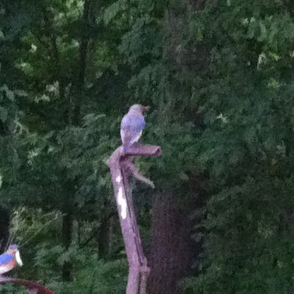 Bluebird | Project Noah