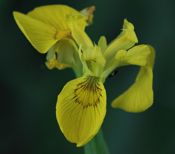 Yellow Iris | Project Noah