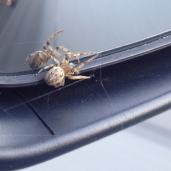 Furrow Orbweaver | Project Noah