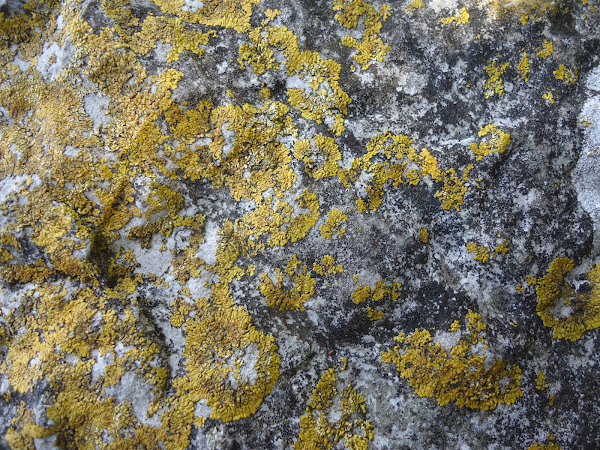 golden shield lichen | Project Noah