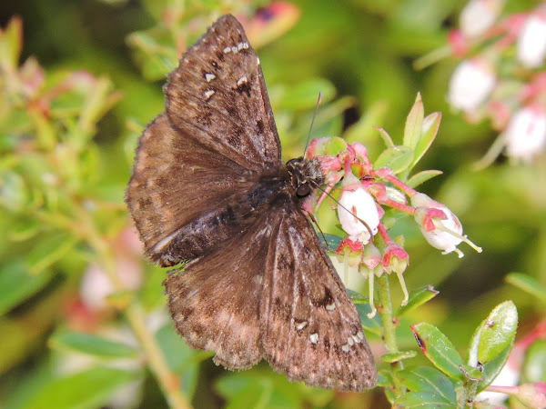 Florida dustywing skipper | Project Noah