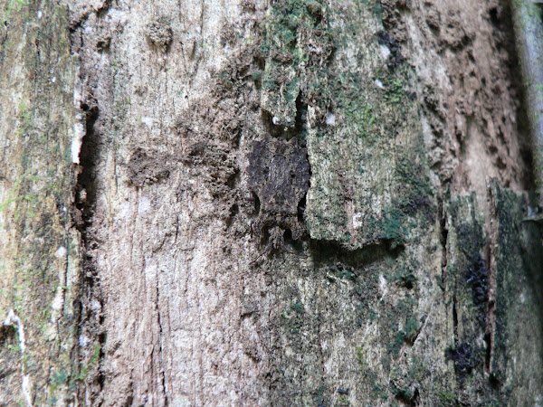 Bark bug | Project Noah