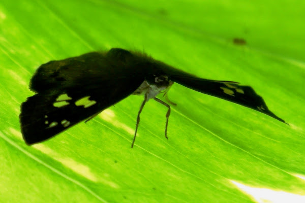 Philippine Common Snow Flat | Project Noah