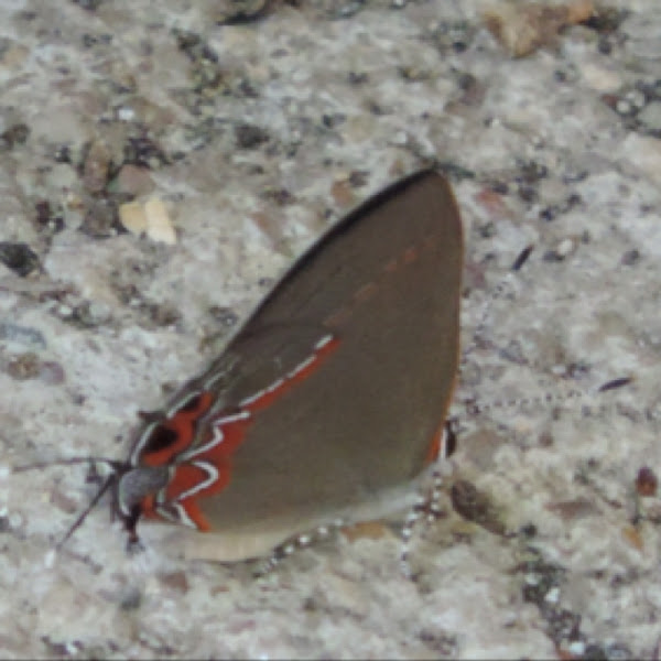 Dusky-blue Groundstreak | Project Noah