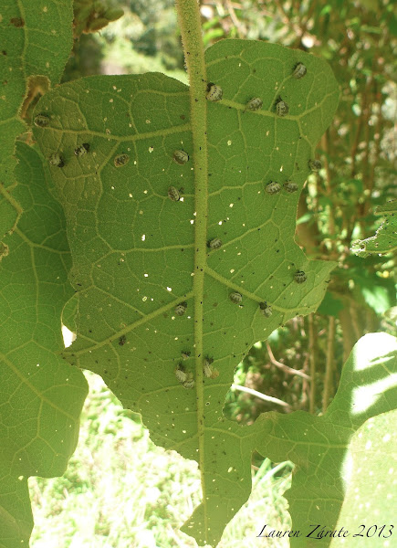 Leaf Beetle Larvae | Project Noah