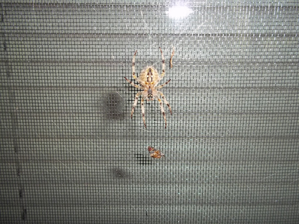 Cross Orbweaver (European Garden Spider) | Project Noah