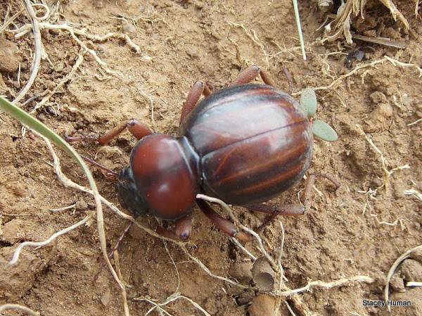 Darkling beetle | Project Noah