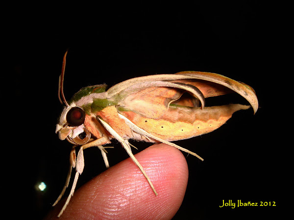 Green Hawk Moth | Project Noah