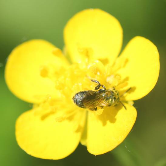 carpenter bee | Project Noah