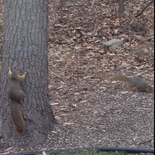 Fox squirrel | Project Noah