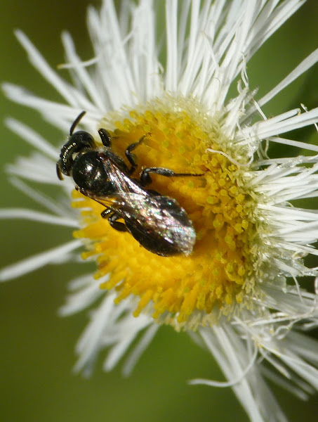 Small carpenter bee | Project Noah