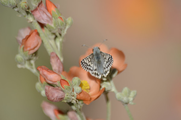 Checkered Skipper | Project Noah