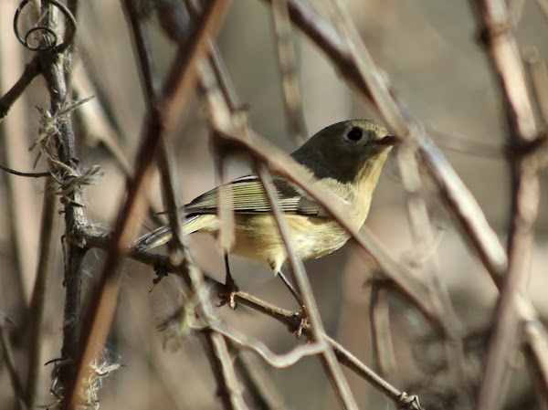 Ruby-Crowned Kinglet | Project Noah