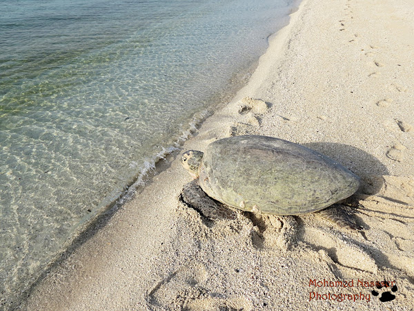 Green Sea Turtle | Project Noah