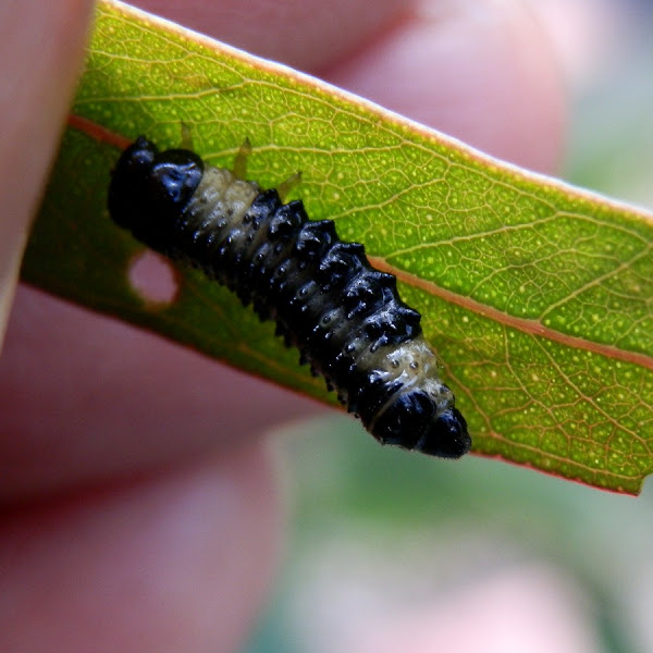 Eucalyptus Tortoise Beetle Larva | Project Noah