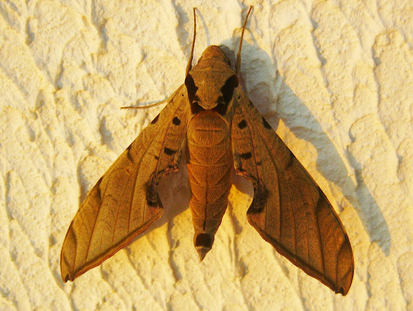 Dead Leaf Sphinx | Project Noah