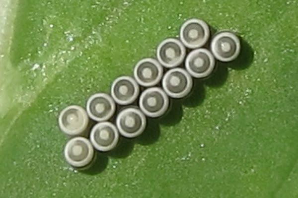 Harlequin Cabbage Bug Eggs | Project Noah