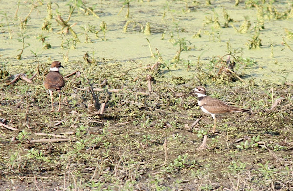 Killdeer | Project Noah