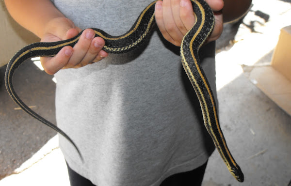 Garter snake | Project Noah