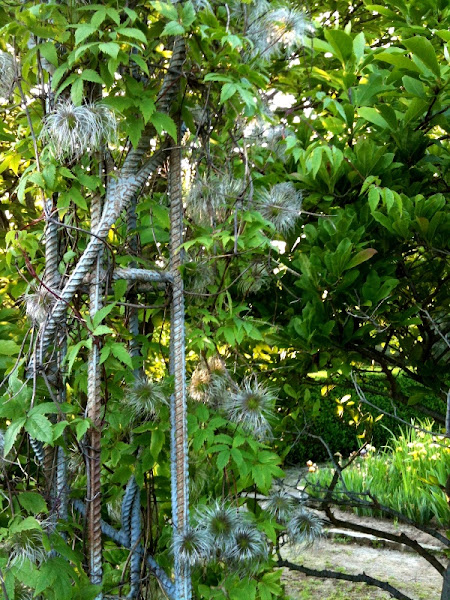 Clematis seed head | Project Noah